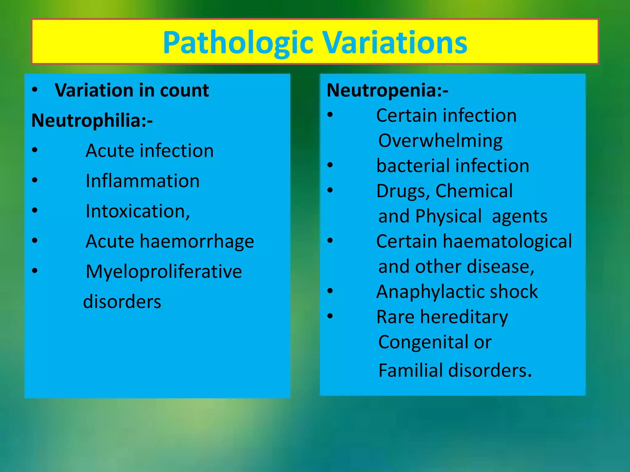 White Blood Cells | PPTX