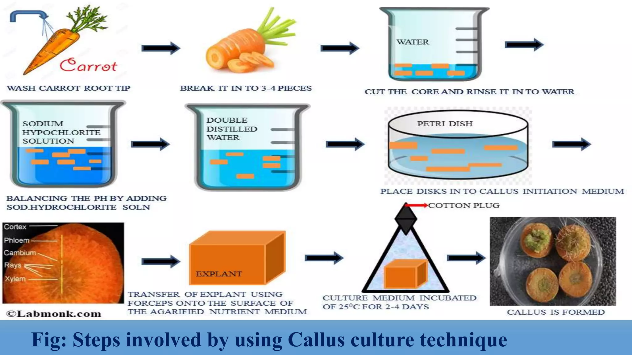Plant tissue culture techniques | PPTX