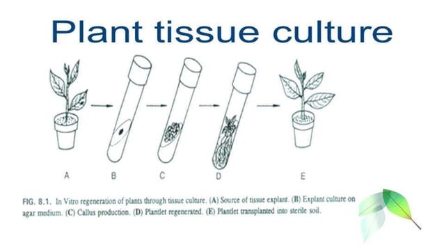 Plant tissue culture techniques | PPTX