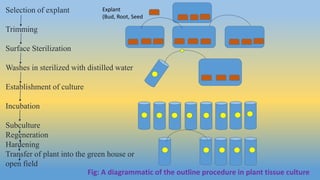 Plant tissue culture techniques | PPTX