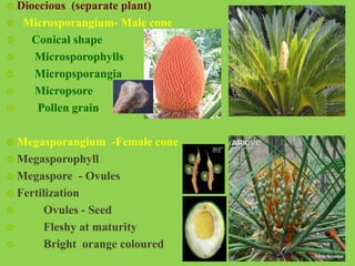Botany | PPTX