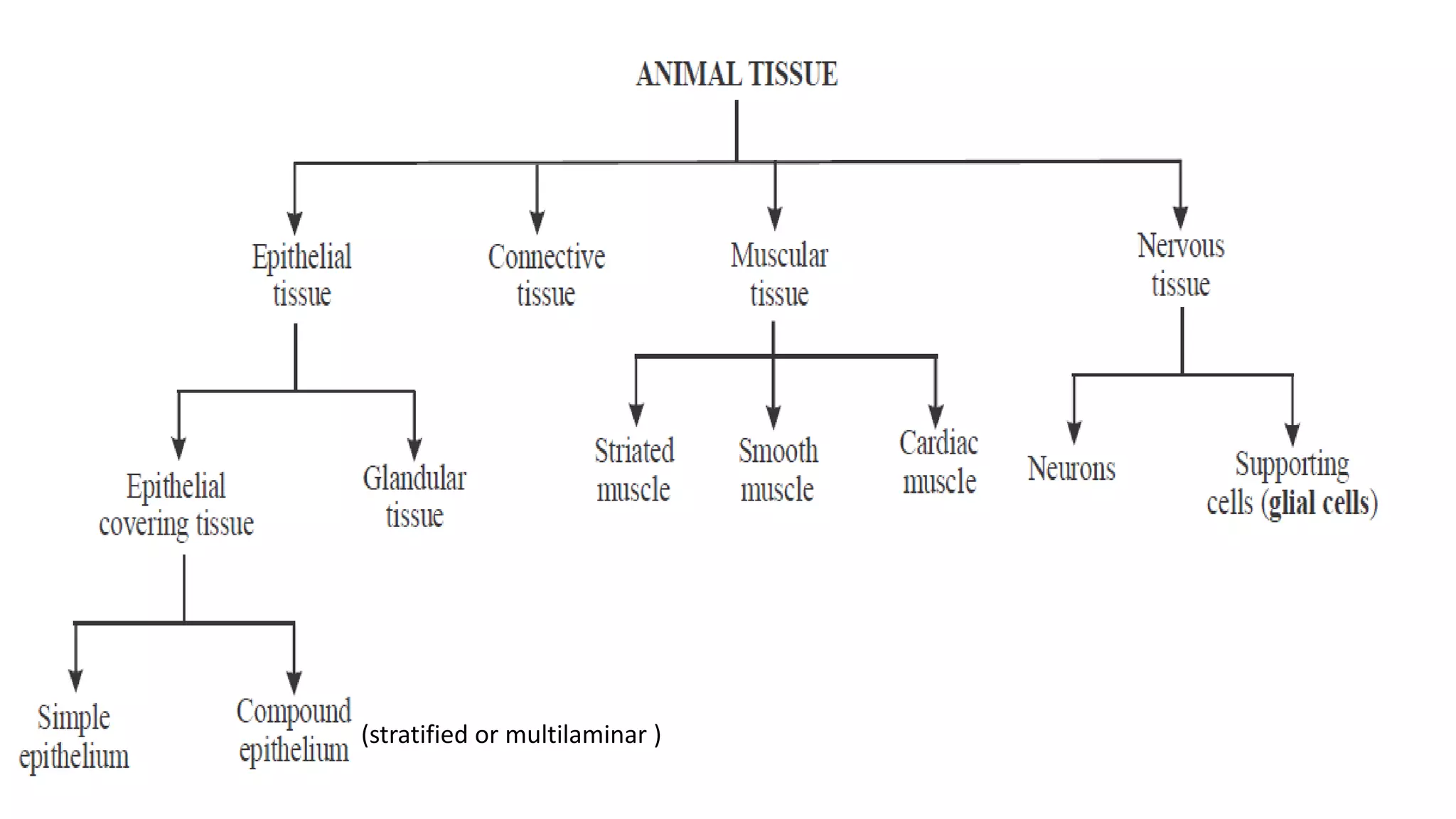 Dr.maria shahzad histology | PPT