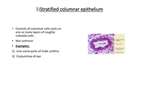 Dr.maria shahzad histology | PPTX