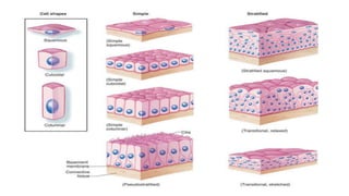 Dr.maria shahzad histology | PPTX