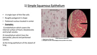 Dr.maria shahzad histology | PPTX
