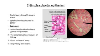 Dr.maria shahzad histology | PPTX