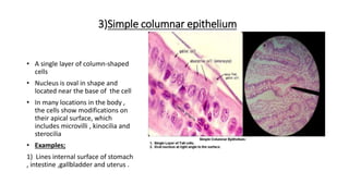 Dr.maria shahzad histology | PPTX