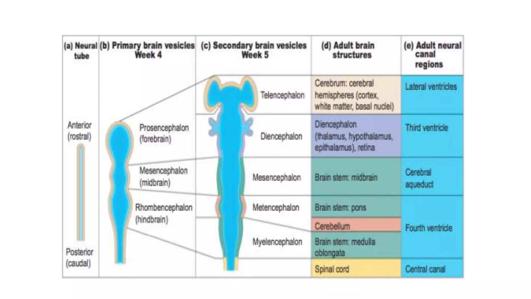 Neural Tube Defects for Undergraduate Medical Students | PPT