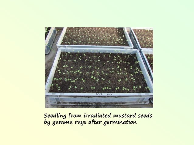Application of Mutation Breeding Techniques for Crop Variety ...