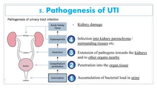Urinary Tract Infection and focus on its management | PPT