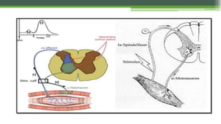 Fundamentals of Nerve conduction studies and its Interpretations | PPTX