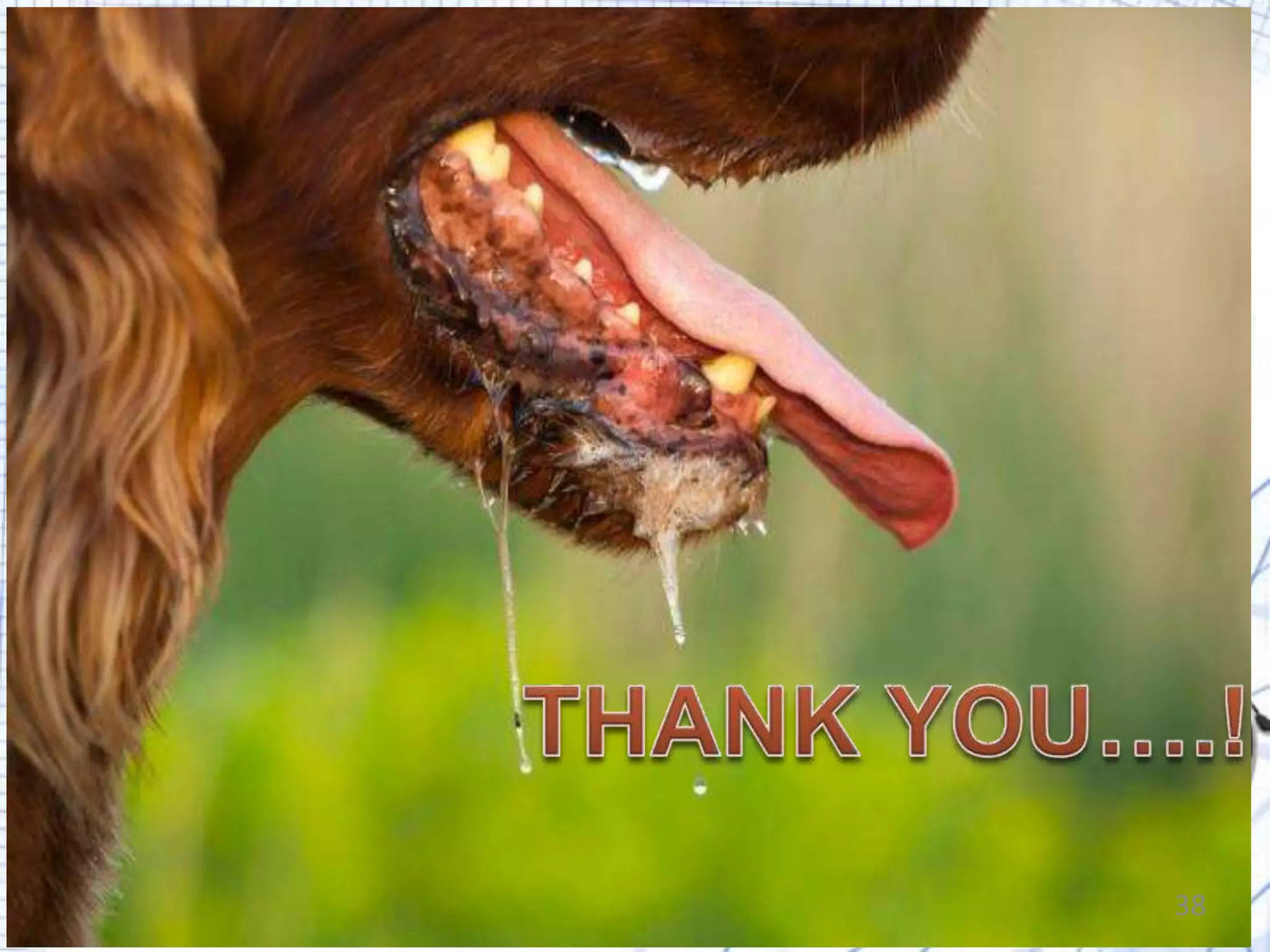 Dr.k yashoda rabies presentation | PPT