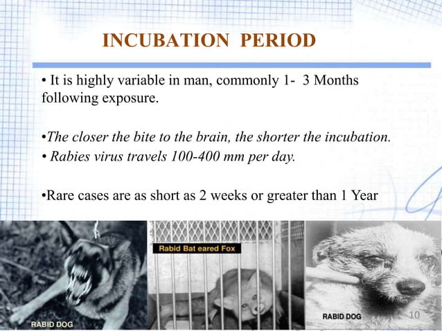 Dr.k yashoda rabies presentation | PPT