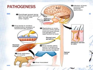 Dr.k yashoda rabies presentation | PPT
