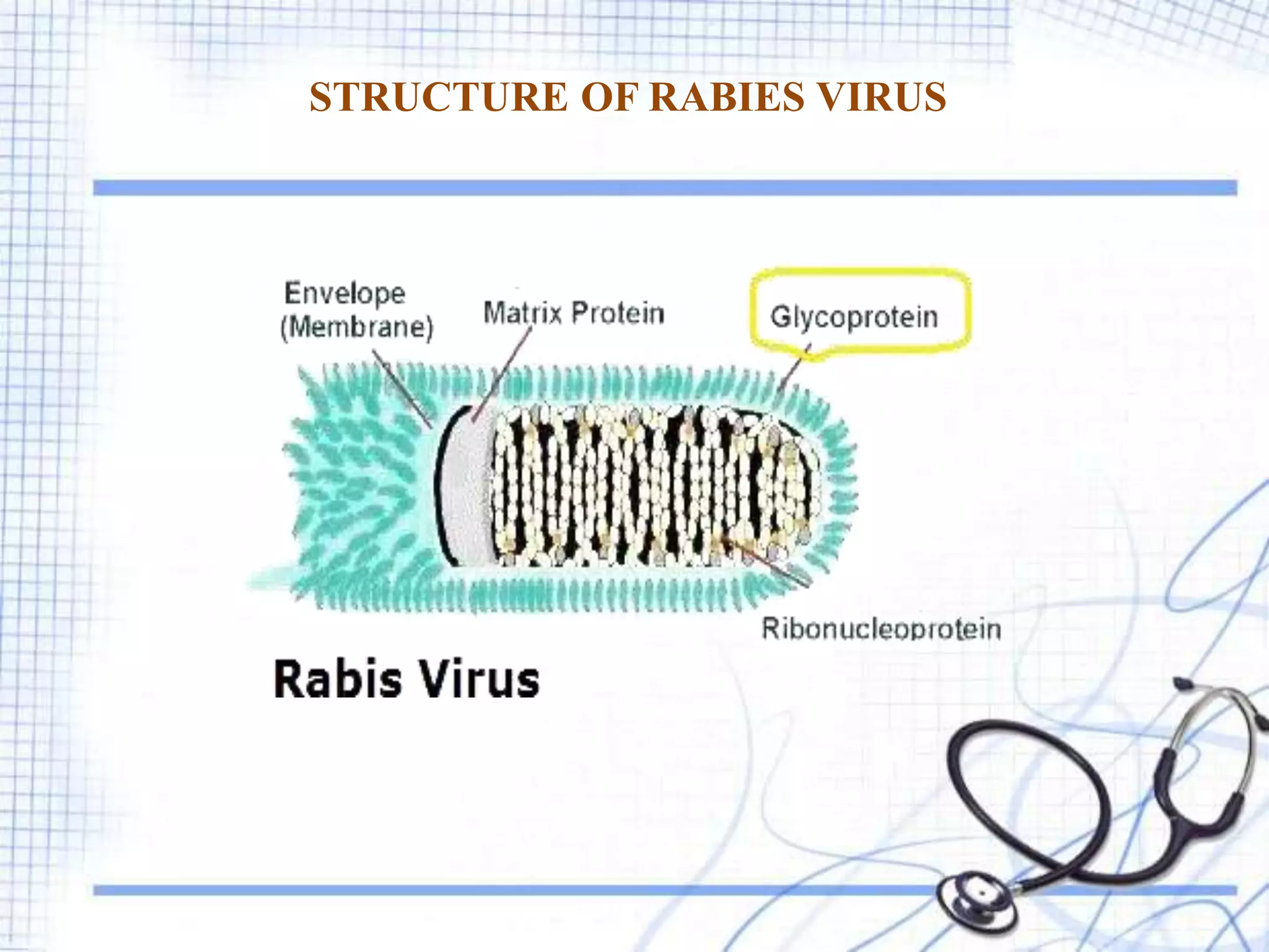 Dr.k yashoda rabies presentation | PPTX