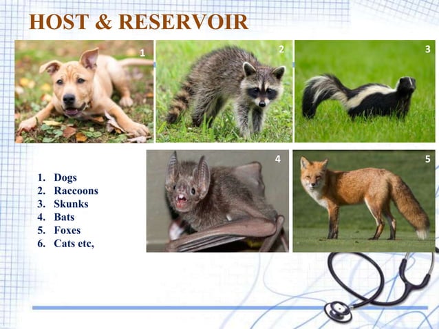 Dr.k yashoda rabies presentation | PPT
