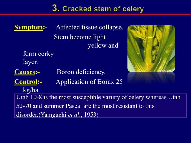 Physiological Disorder of Vegetable Crops