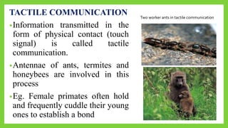 Animal communication - Dr. Jeni Padua | PPT