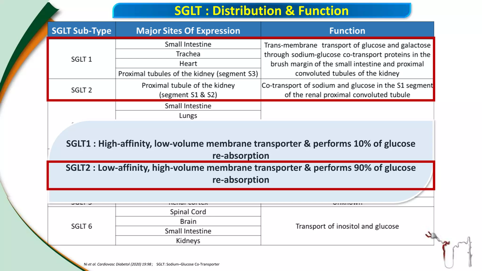 SGLT2I The paradigm change in diabetes management | PPTX