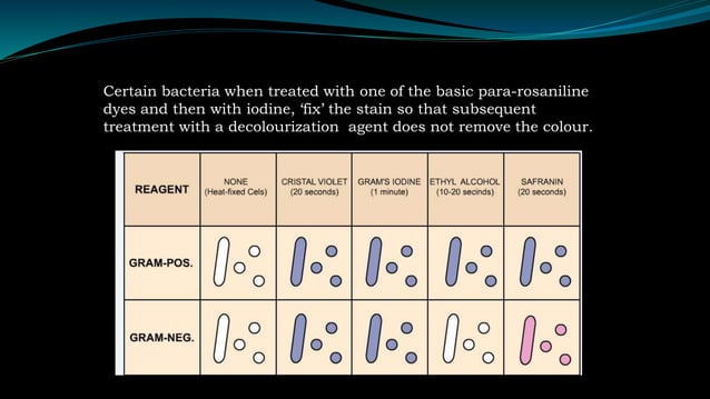 Basics of gram staining | PPTX