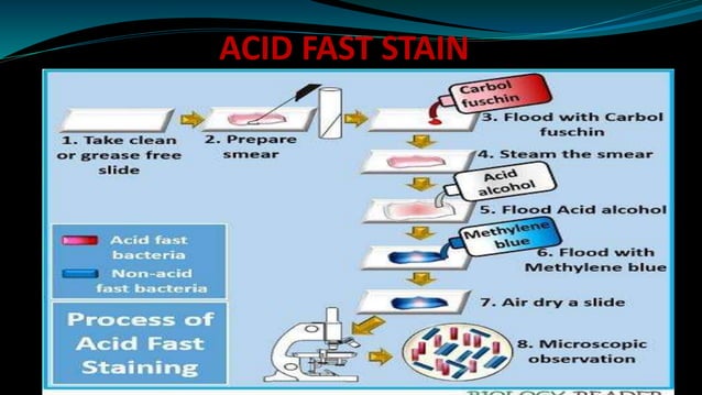 Basics of gram staining | PPTX