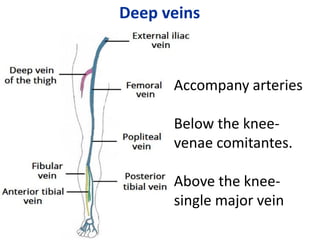 Lower limb Venous system | PDF
