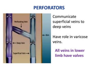 Lower limb Venous system | PDF