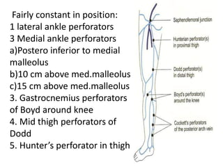 Lower limb Venous system | PDF