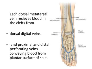 Lower limb Venous system | PDF