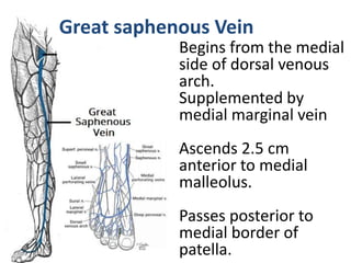 Lower limb Venous system | PDF