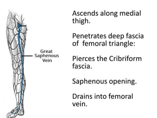 Lower limb Venous system | PDF