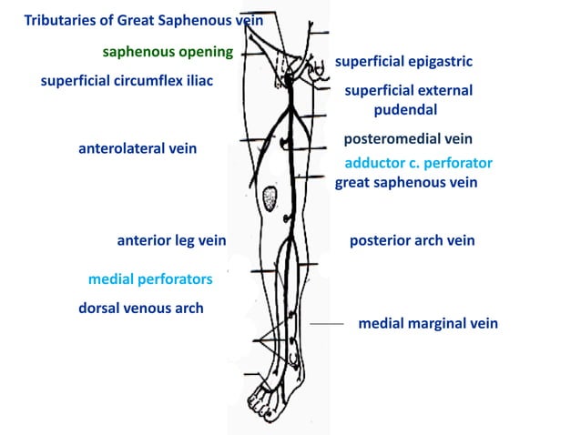Lower limb Venous system | PDF