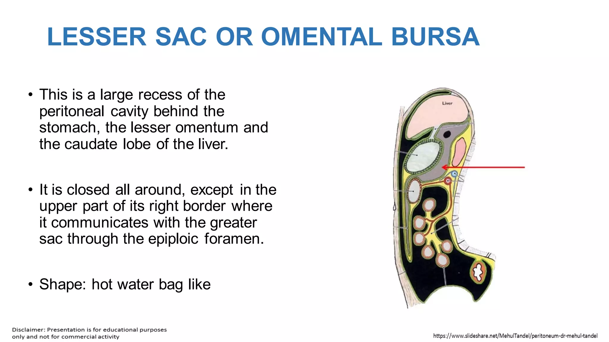 (Peritoneum anatomy .pdf