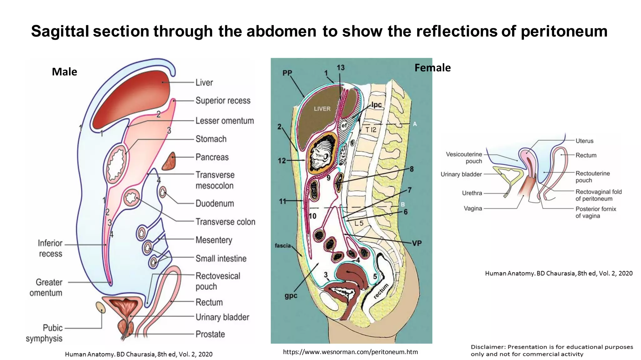 (Peritoneum anatomy .pdf