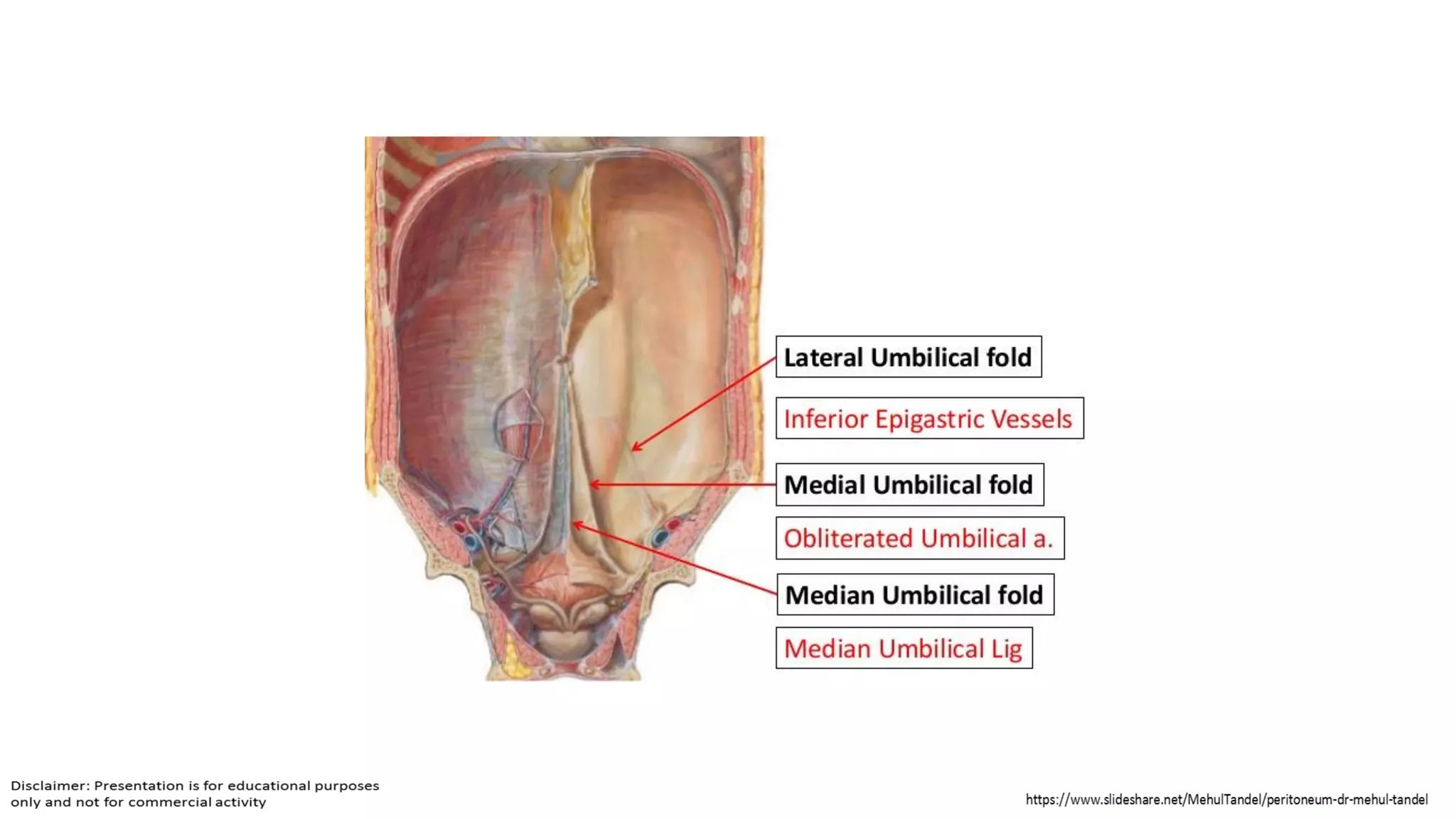 (Peritoneum anatomy .pdf