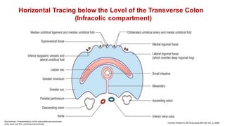 (Peritoneum anatomy .pdf