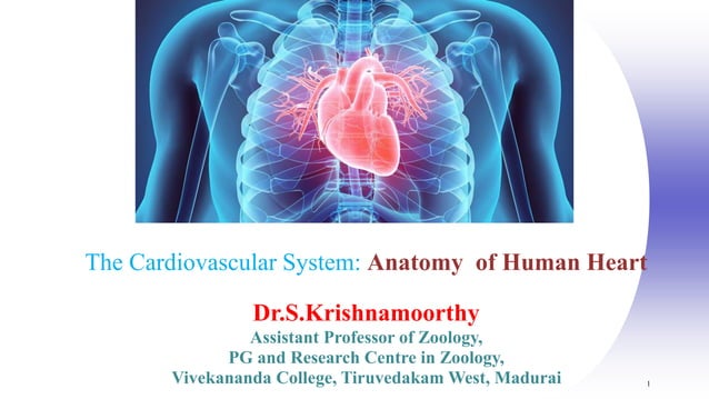 Human Circulatory System | PPT