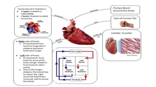 Human Circulatory System | PPT