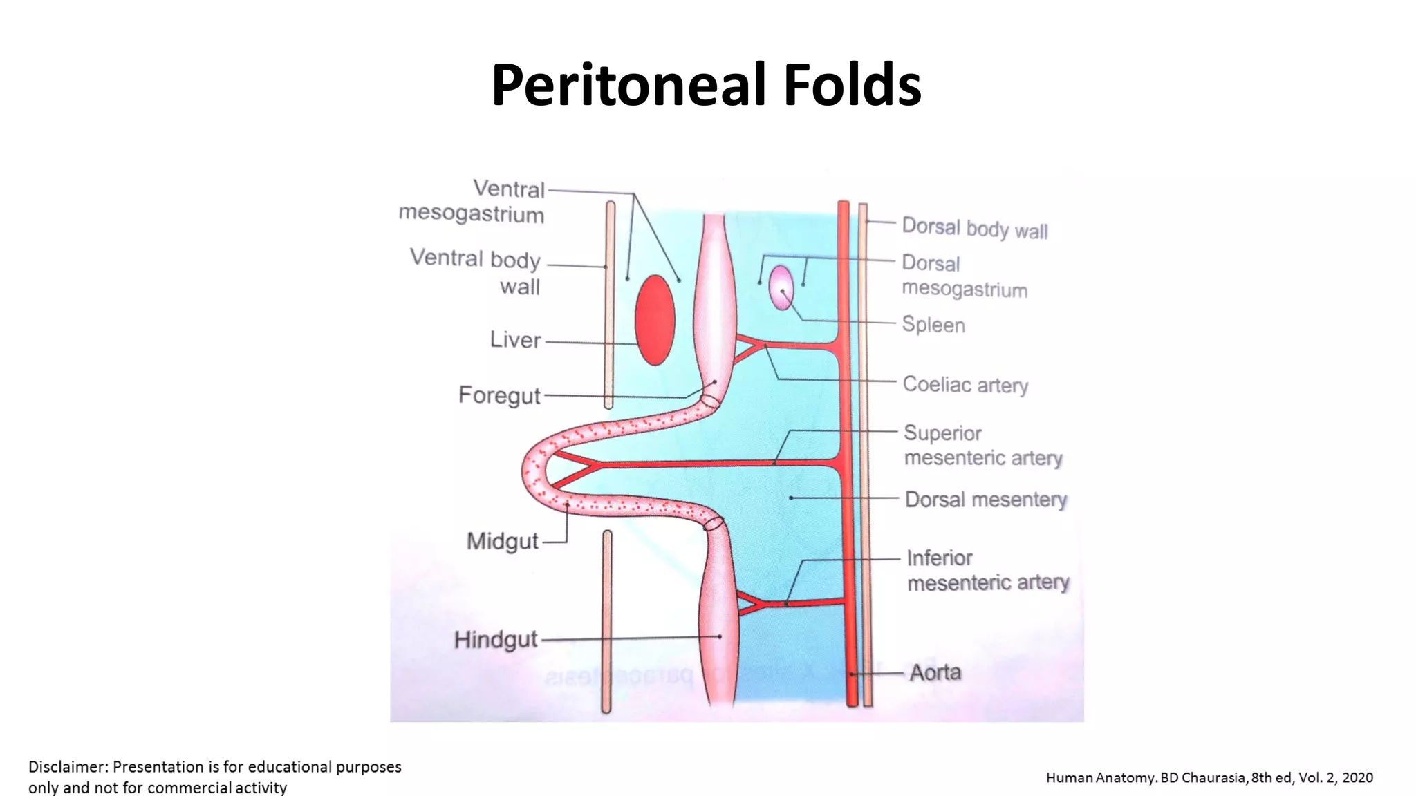 Dr. Archana Rani (Peritoneum 1).pdf