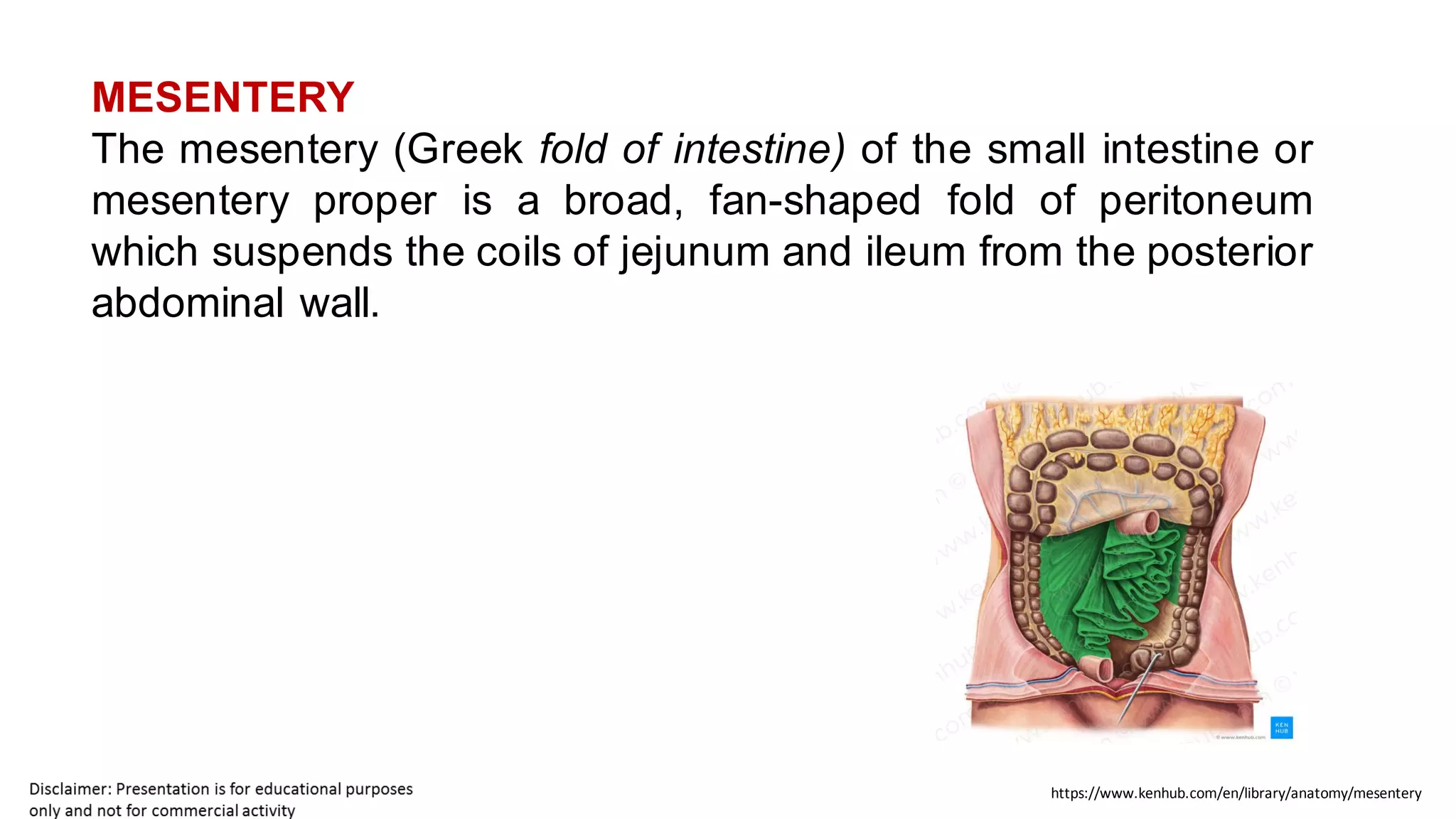 Dr. Archana Rani (Peritoneum 1).pdf