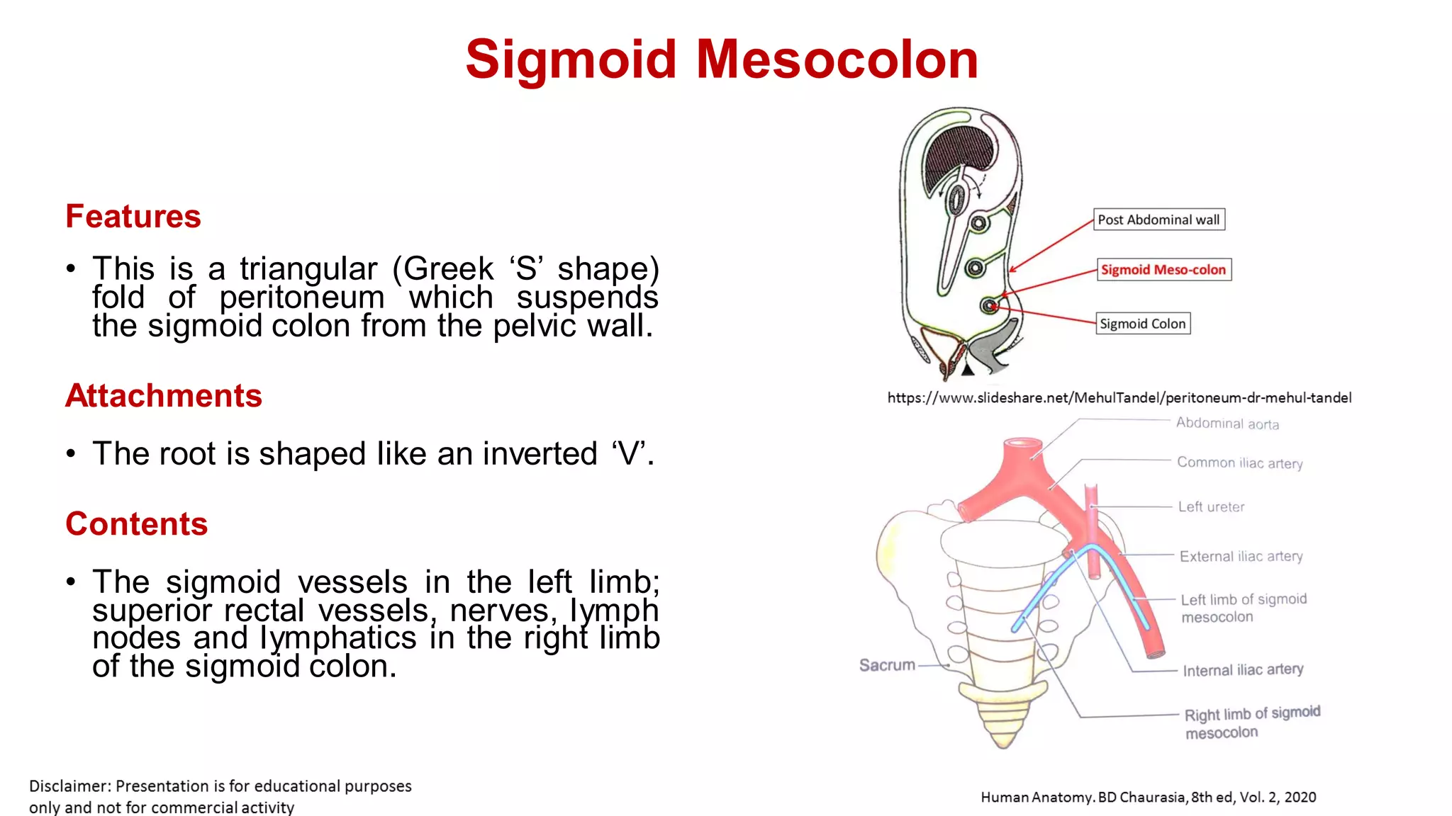 Dr. Archana Rani (Peritoneum 1).pdf