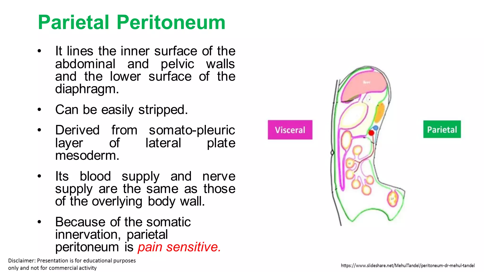 Dr. Archana Rani (Peritoneum 1).pdf