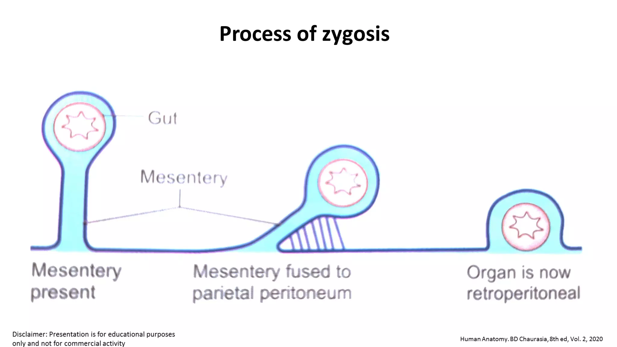 Dr. Archana Rani (Peritoneum 1).pdf