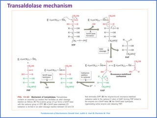 Pentose phostphate pathway.ppt