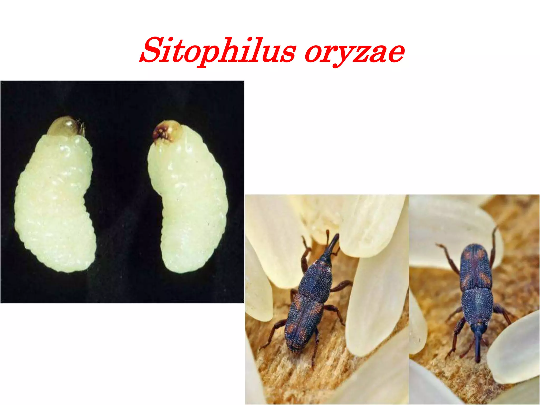 Dr.S.K Stored Product Insect Pests.pptx