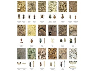 Dr.S.K Stored Product Insect Pests.pptx