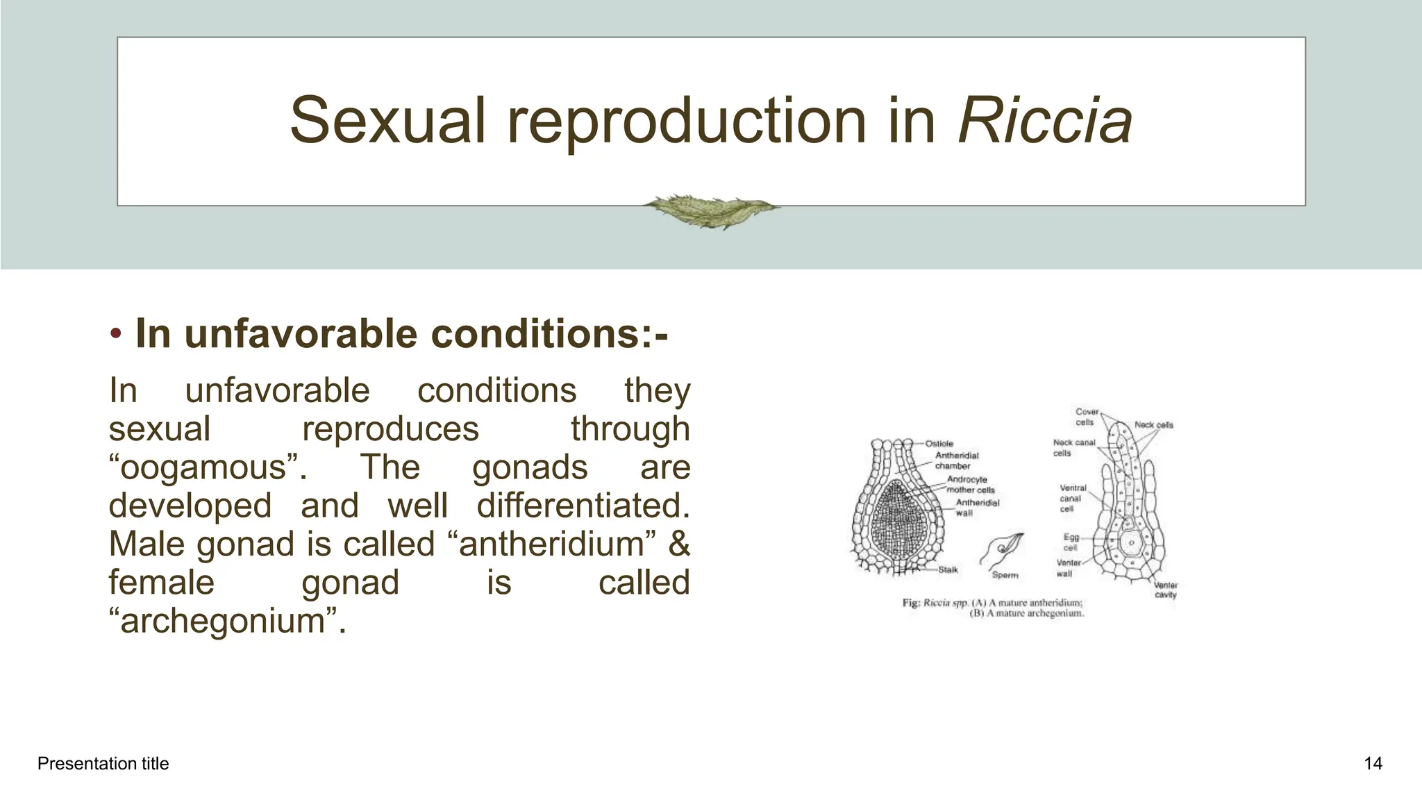 Dr. Nisha Choudhari- Life cycle of Riccia.pptx