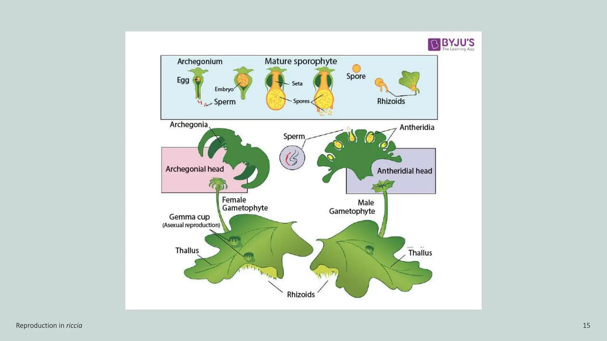 Dr. Nisha Choudhari- Life cycle of Riccia.pptx