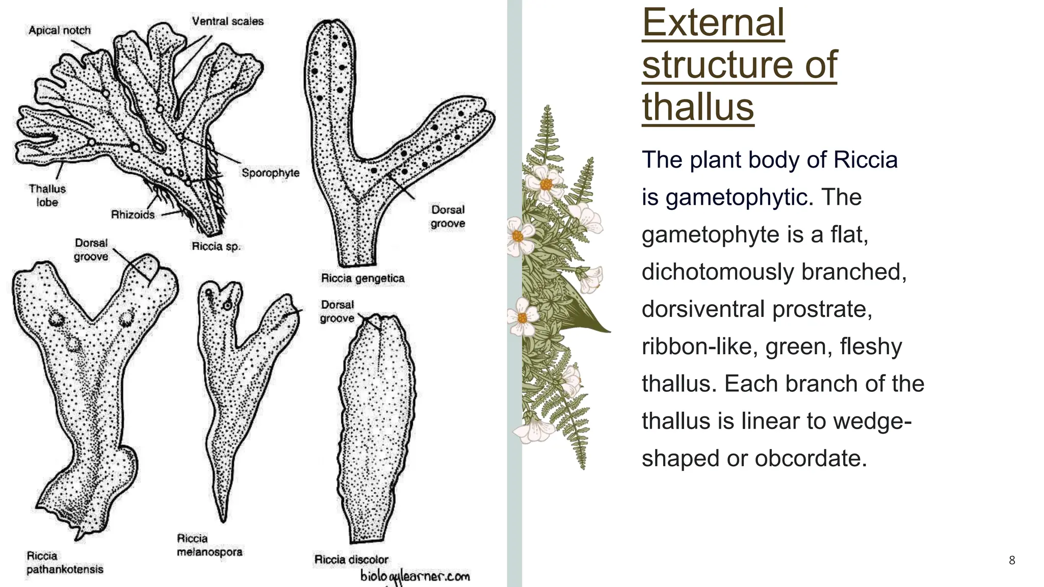 Dr. Nisha Choudhari- Life cycle of Riccia.pptx