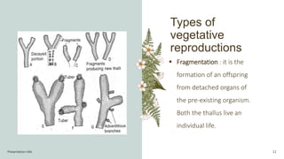 Dr. Nisha Choudhari- Life cycle of Riccia.pptx